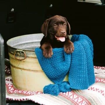 English Chocolate Lab Puppies for Sale | Moose & Mary