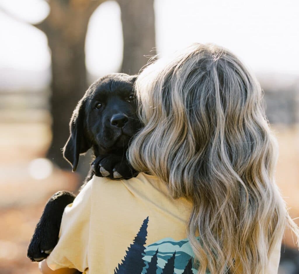 English Chocolate Lab Puppies for Sale | Moose & Mary