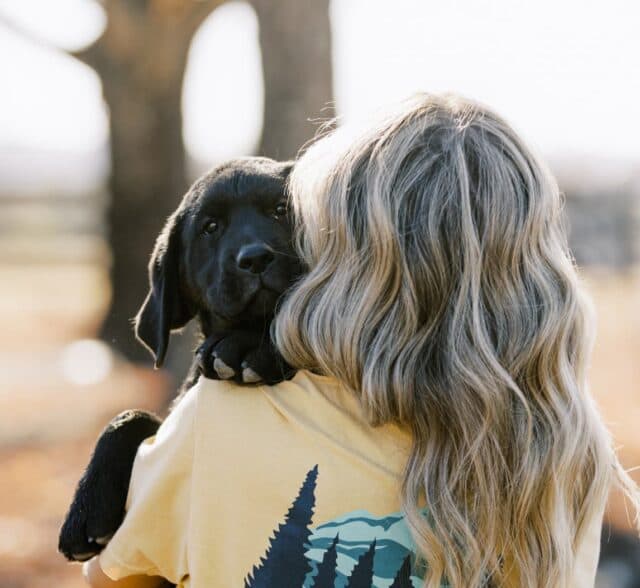 English Chocolate Lab Puppies for Sale | Moose & Mary