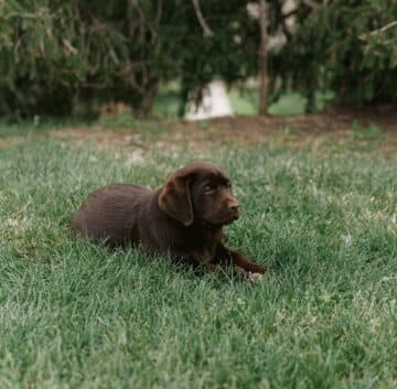 English Chocolate Lab Puppies for Sale | Moose & Mary