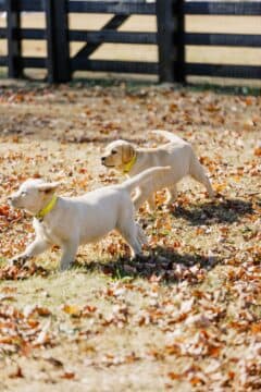 English Yellow Lab Puppies for Sale | Yellow Labrador Breeders
